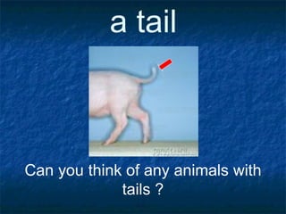 Animal body-parts | PDF