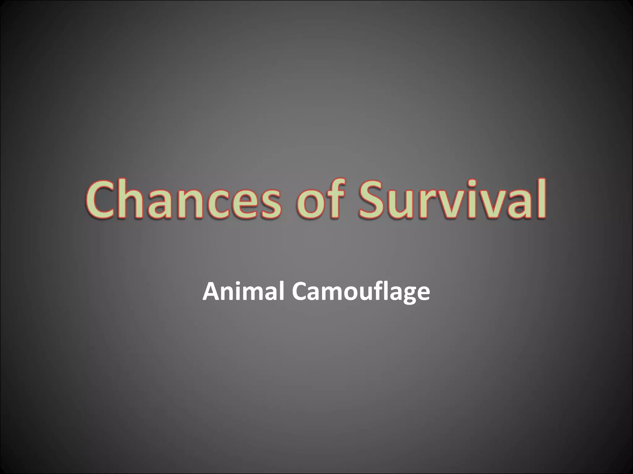 Animal Camouflage | PPT