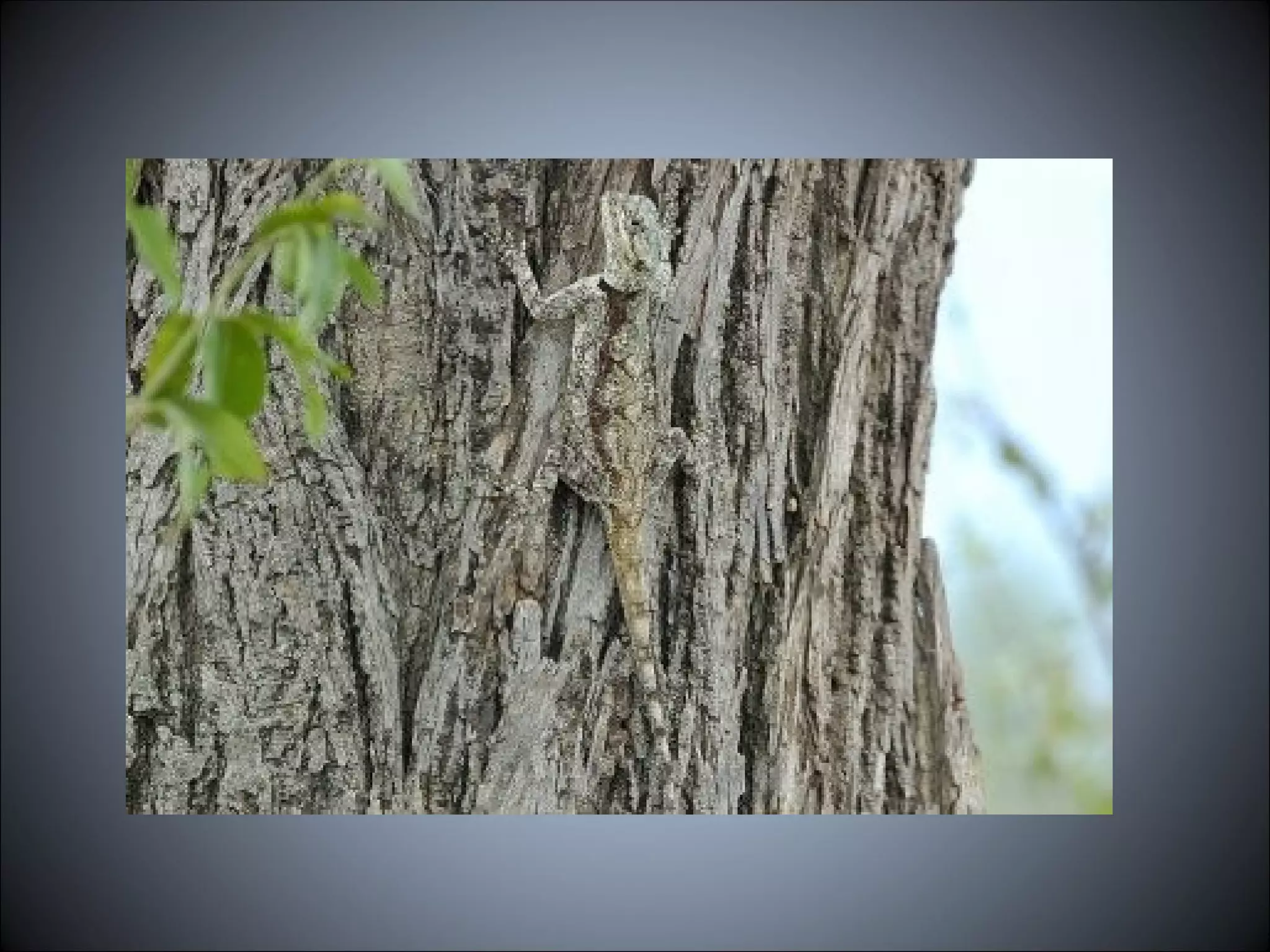 Animal Camouflage | PPT