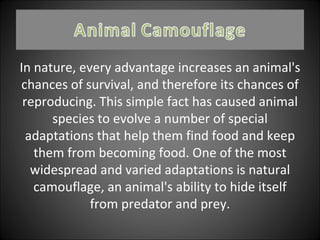 Animal Camouflage | PPT