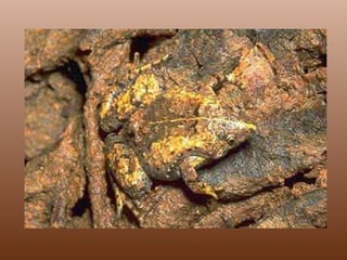 Animal Camouflage | PPT