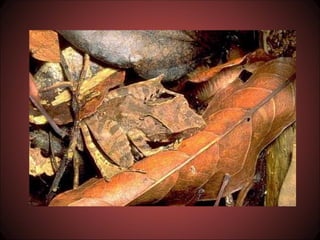 Animal Camouflage | PPT