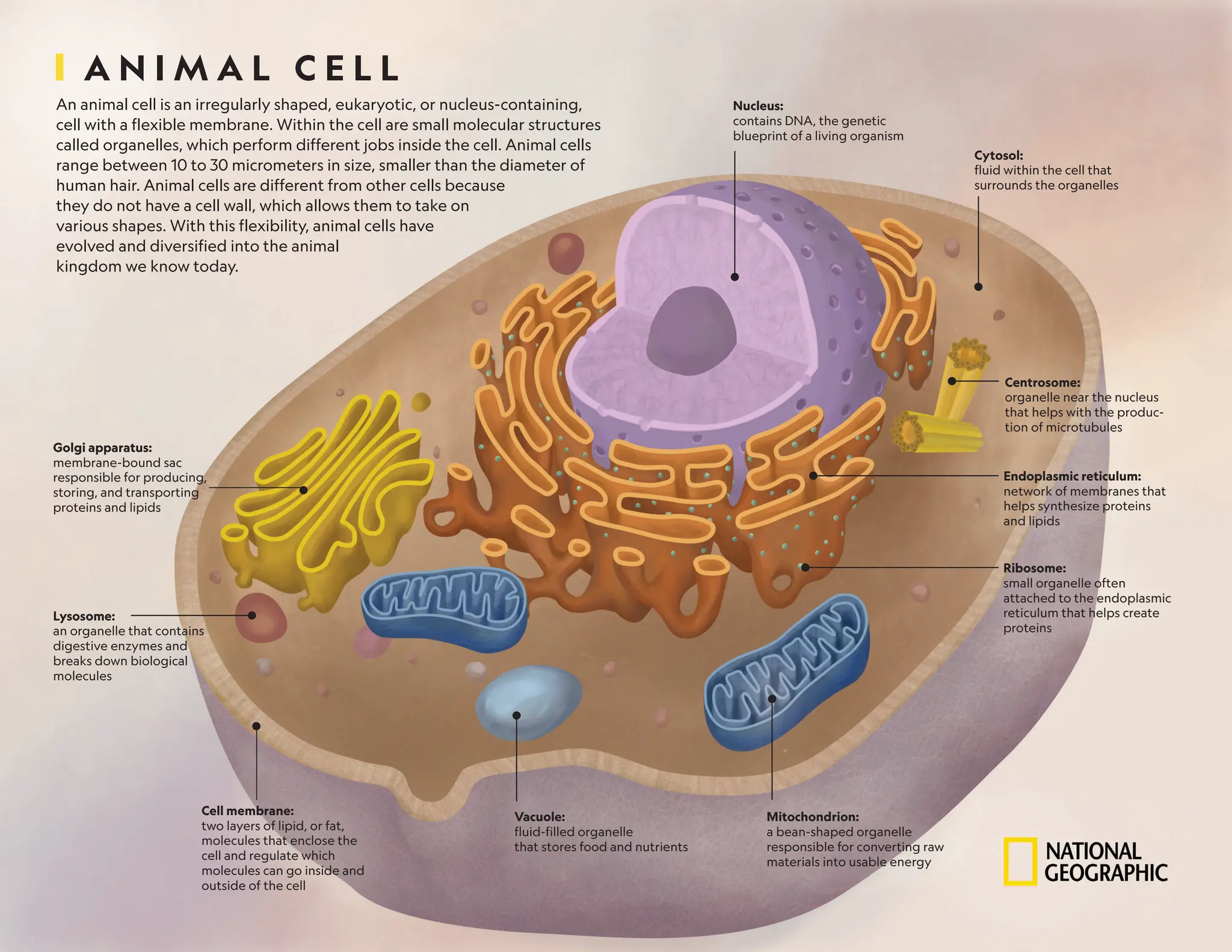 animal cell structure and description etc | PDF