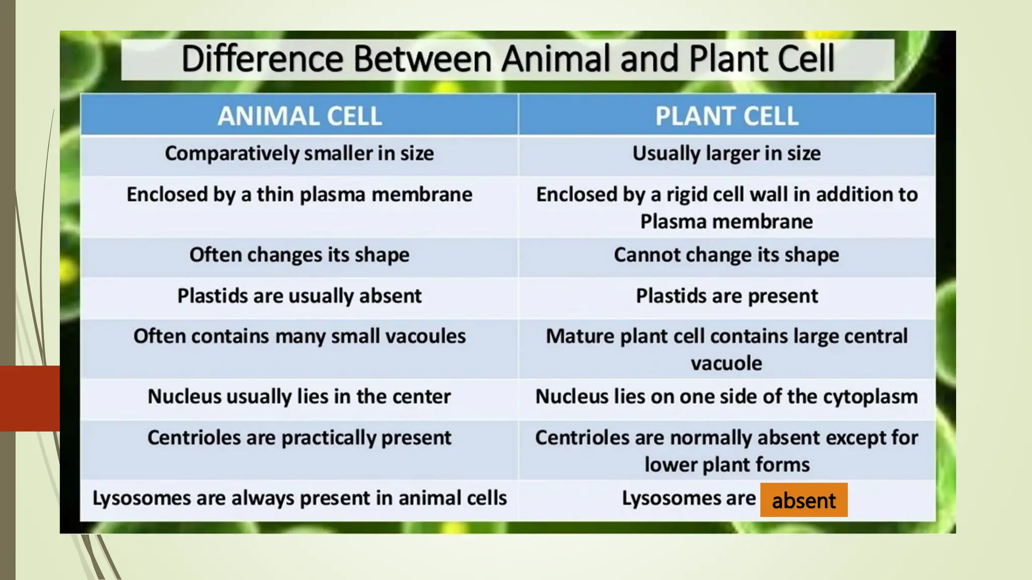 ANIMAL-CELL-VS-PLANT-CELL.pptx | Biological Sciences | Science