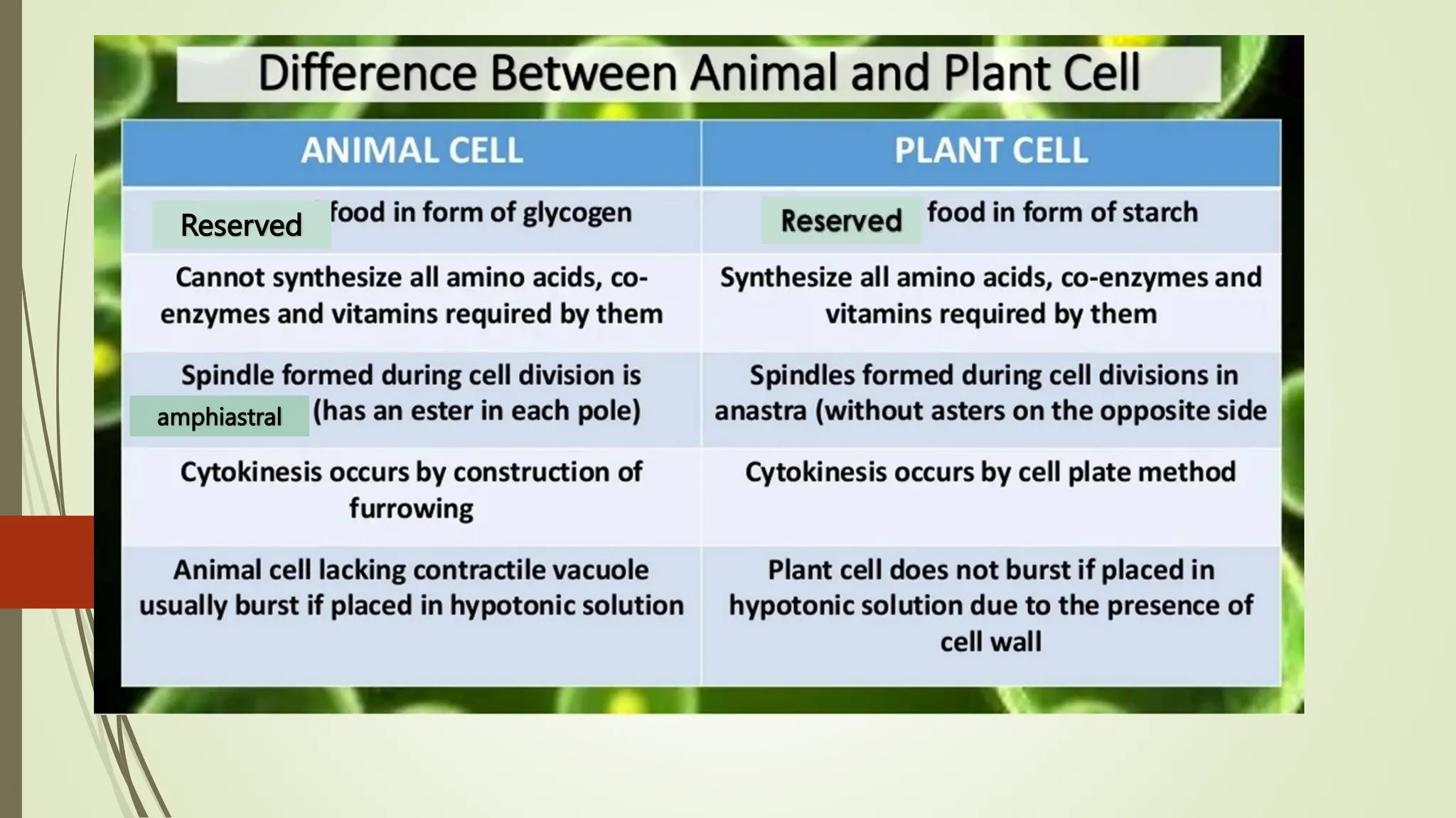 ANIMAL-CELL-VS-PLANT-CELL.pptx | Biological Sciences | Science