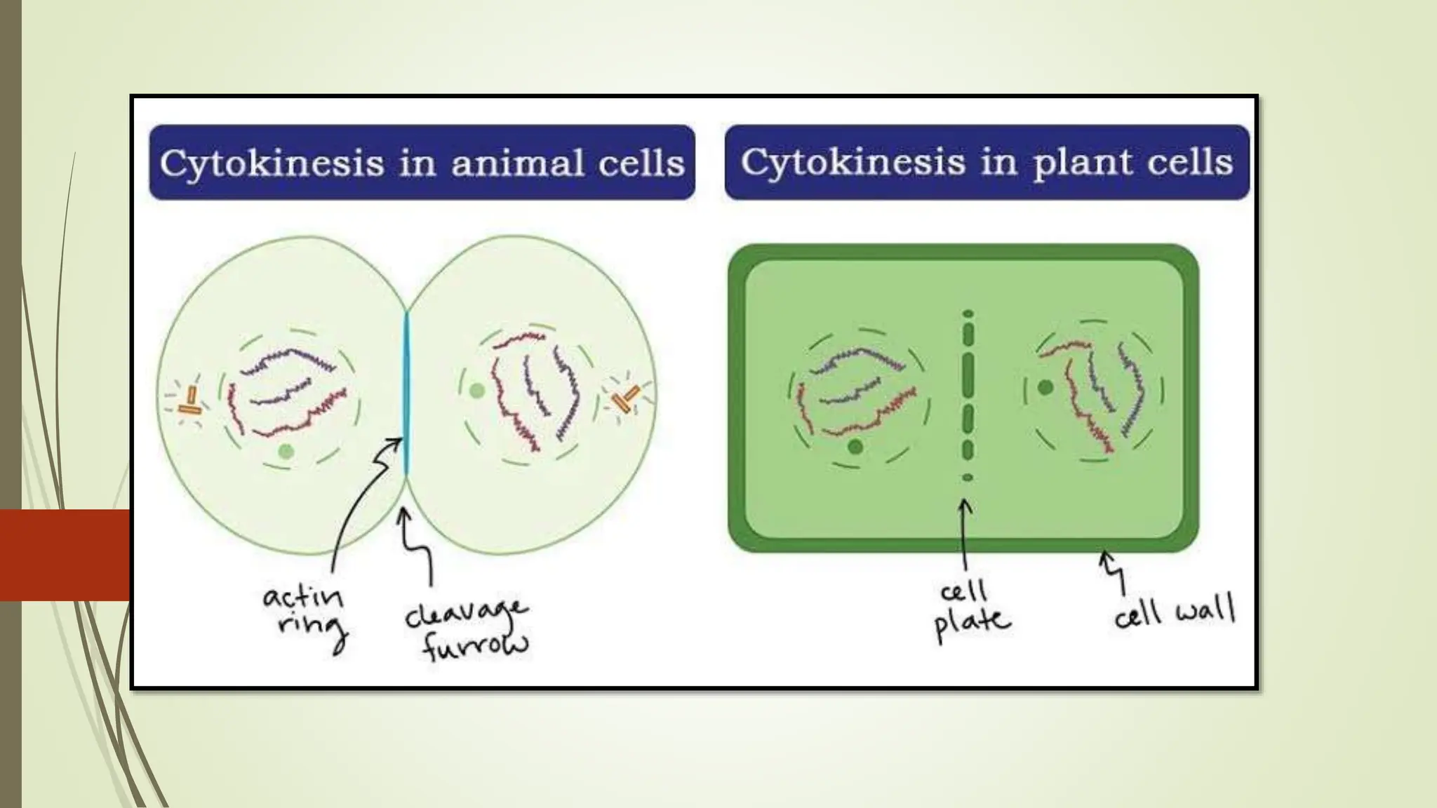 ANIMAL-CELL-VS-PLANT-CELL.pptx | Biological Sciences | Science