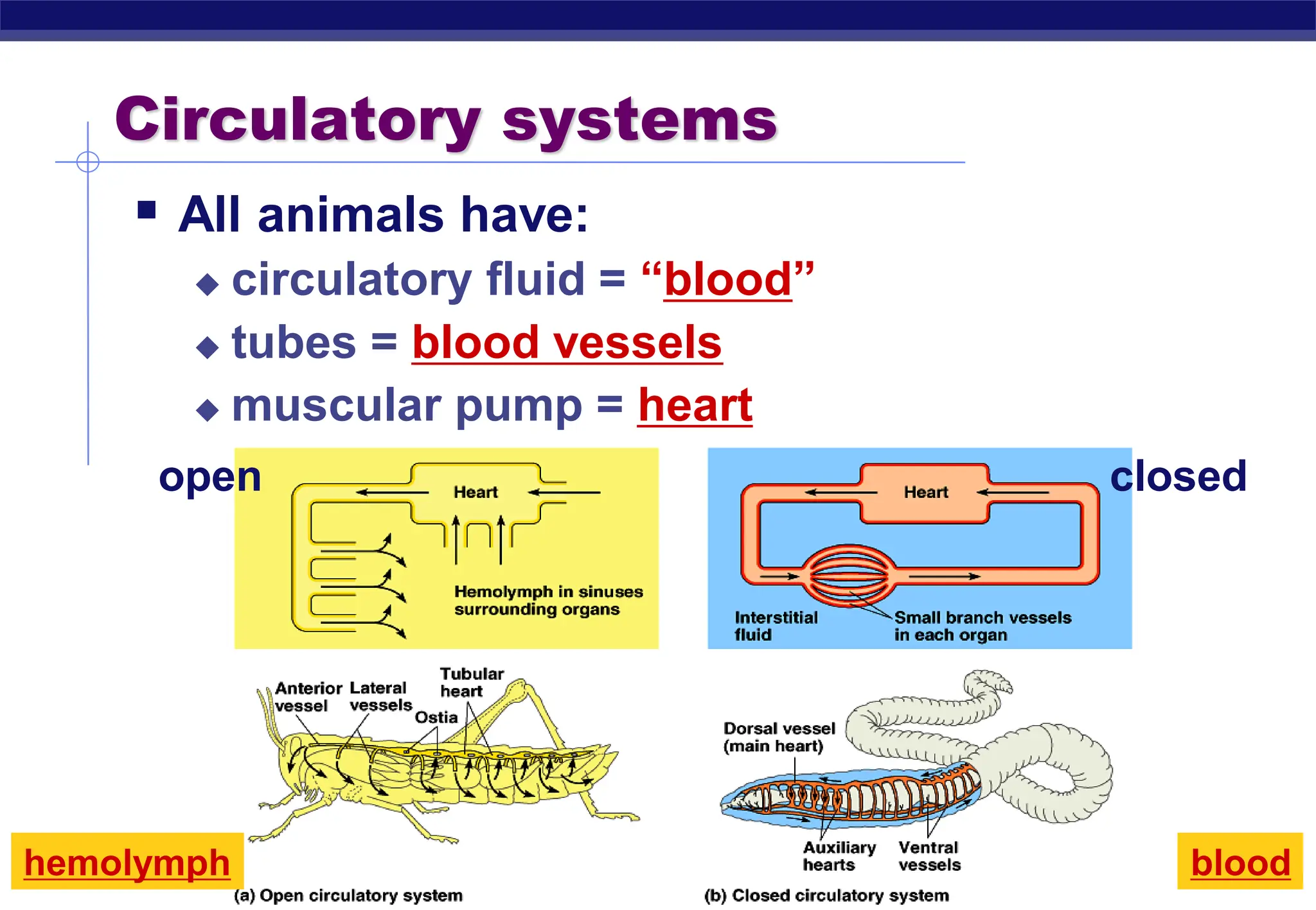 Animal-circulatory-system-160309 struktur perkembangan hewan.pdf | Free Download