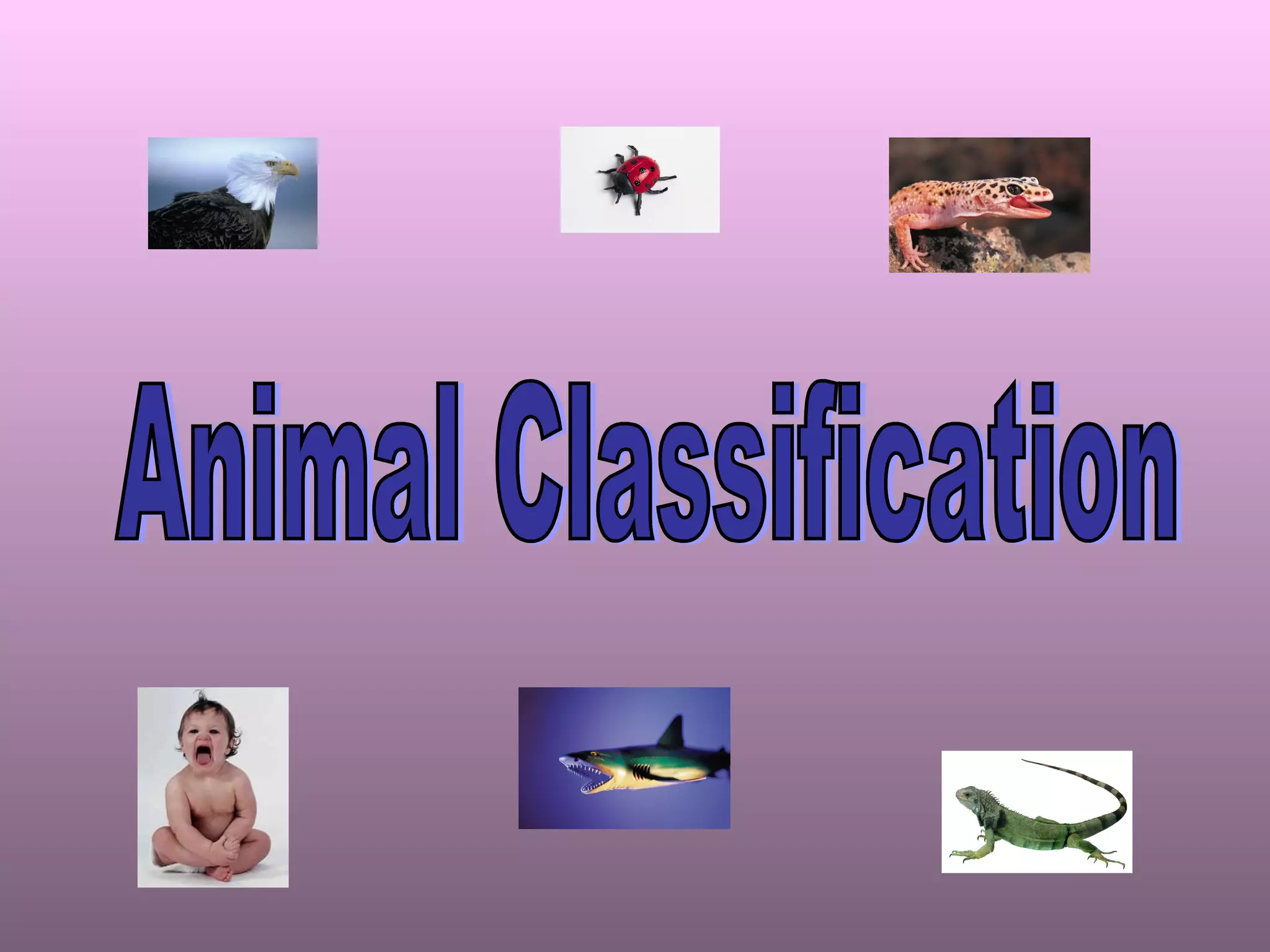 Animal Classification | PPT | Birds | Pets