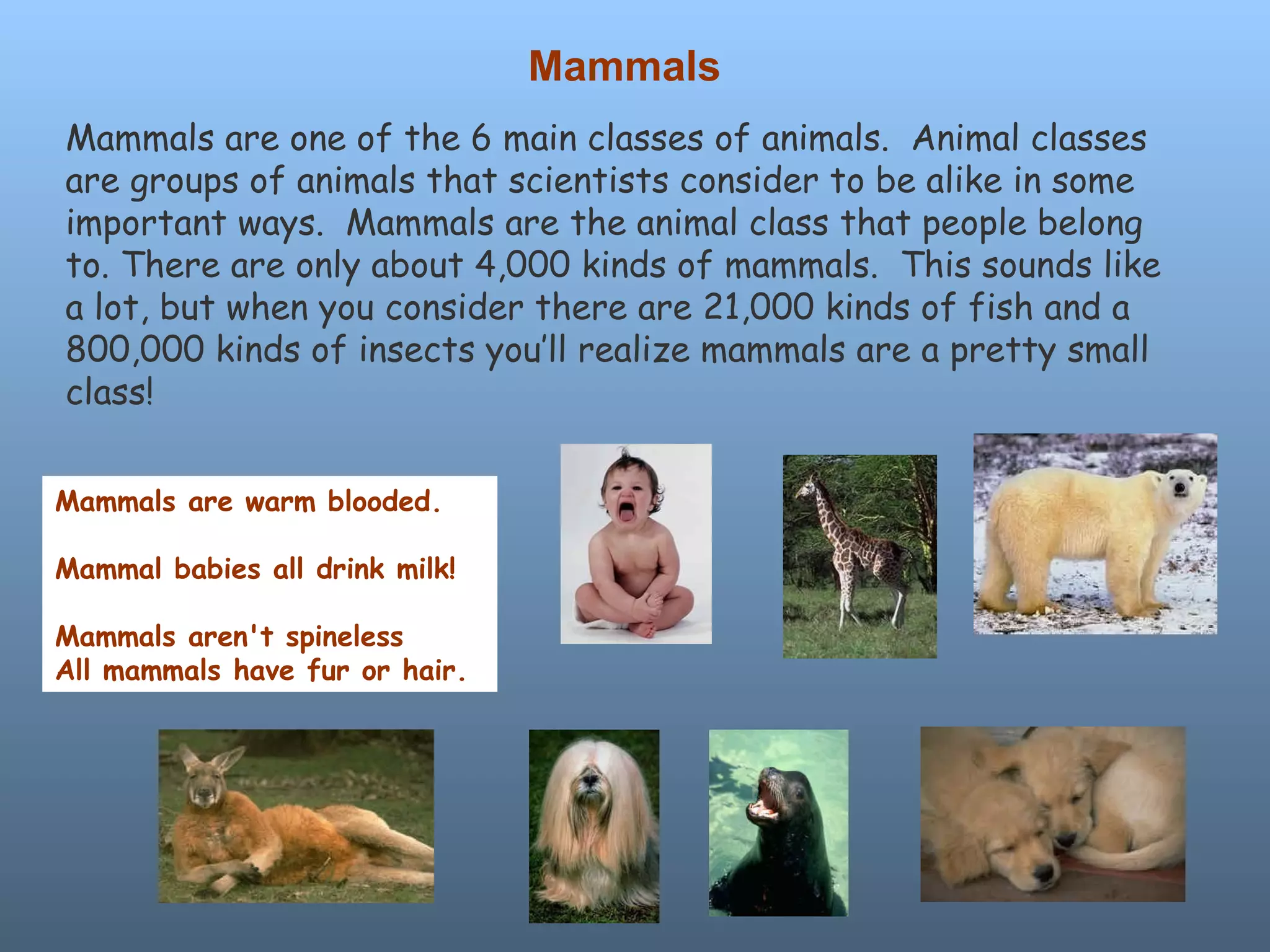 Animal Classification | PPT | Birds | Pets