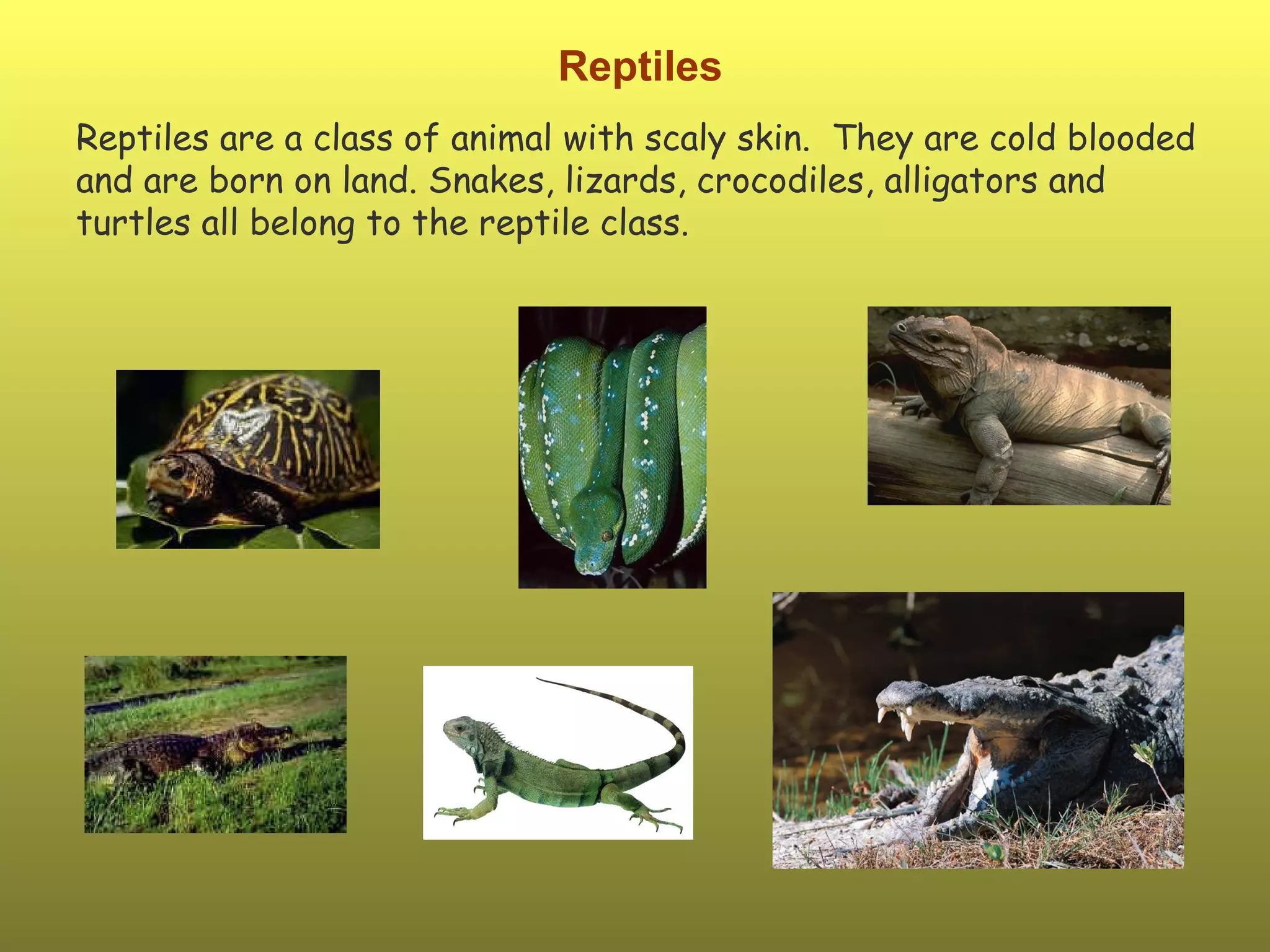 Animal Classification | PPT | Birds | Pets