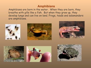 Animal Classification | PPT | Birds | Pets