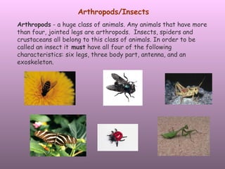 Animal Classification | PPT | Birds | Pets