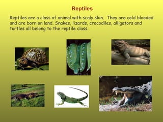 Animal Classification | PPT | Birds | Pets