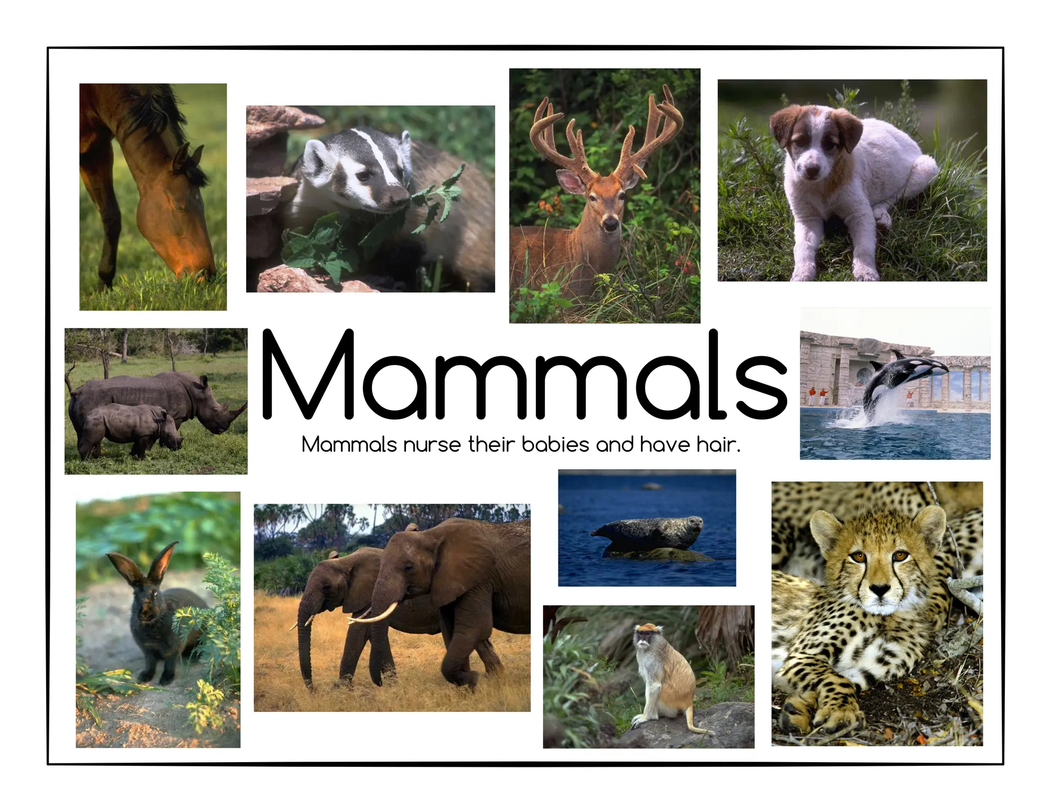 Animal-Classification-Posters di DUnia.pdf