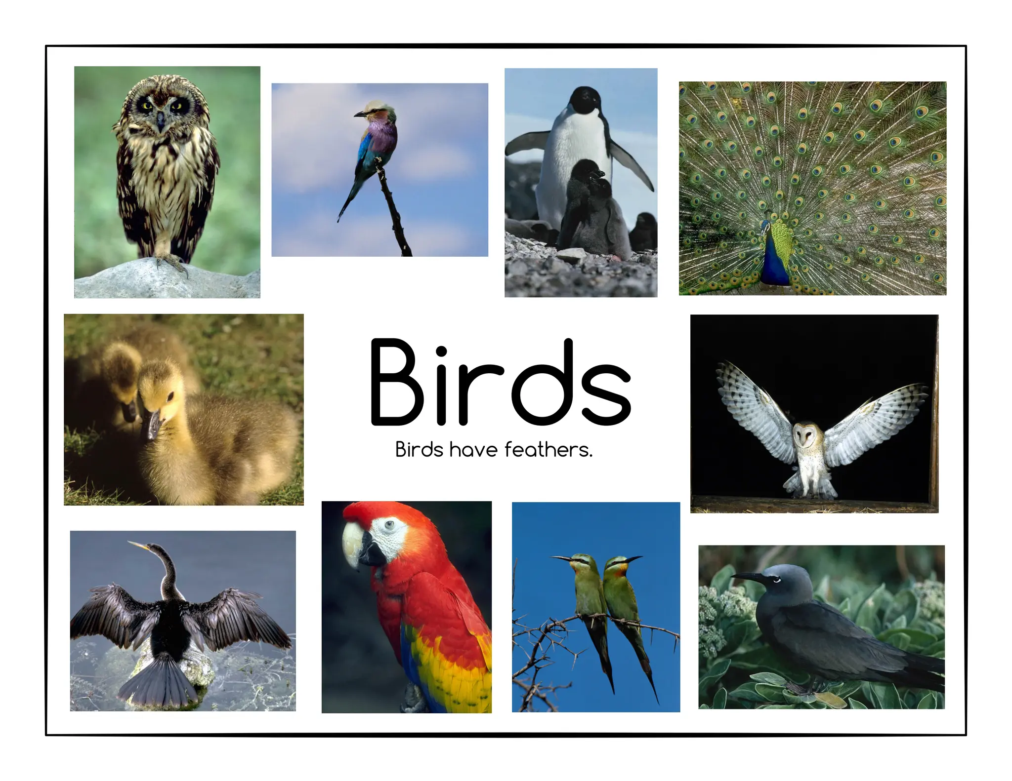 Animal-Classification-Posters di DUnia.pdf