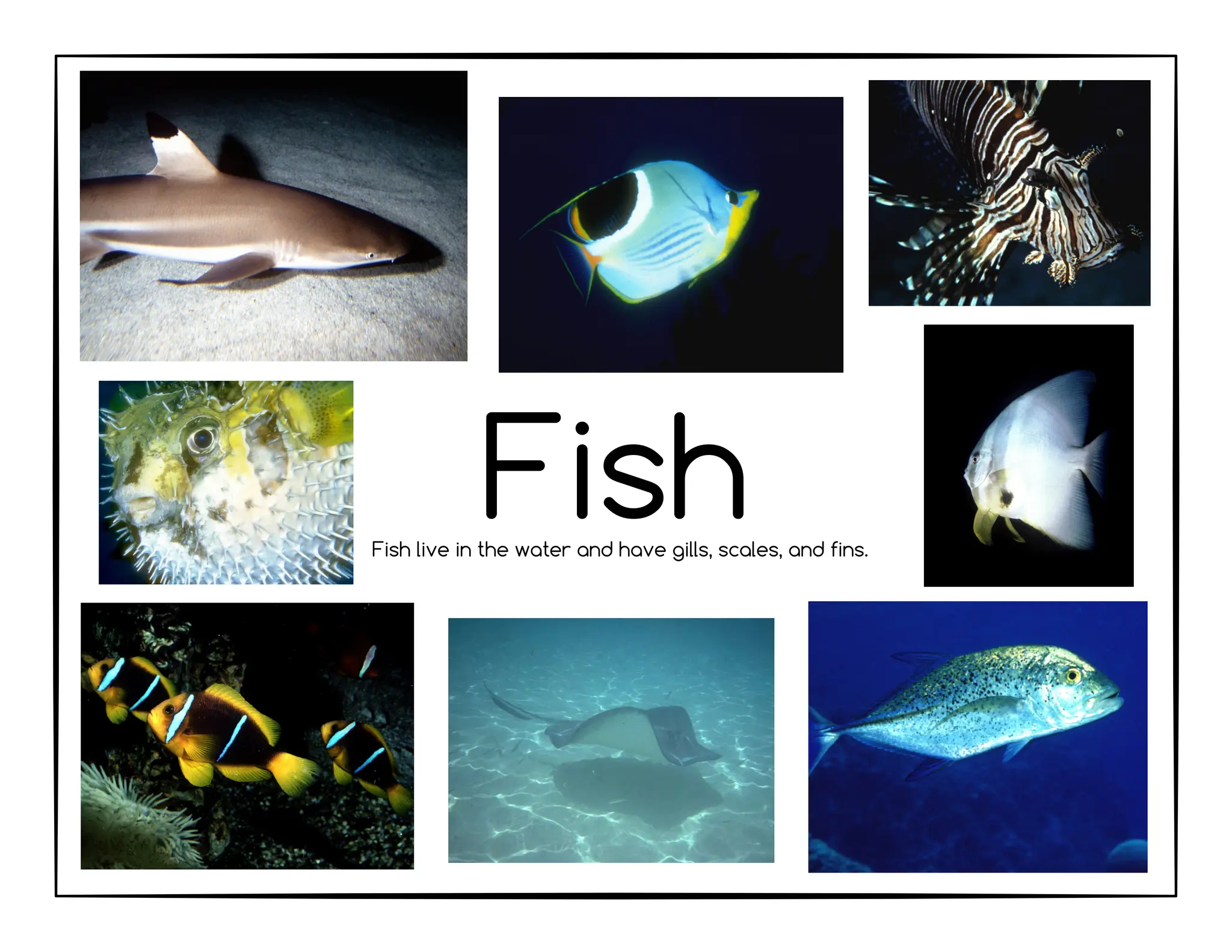 Animal-Classification-Posters di DUnia.pdf