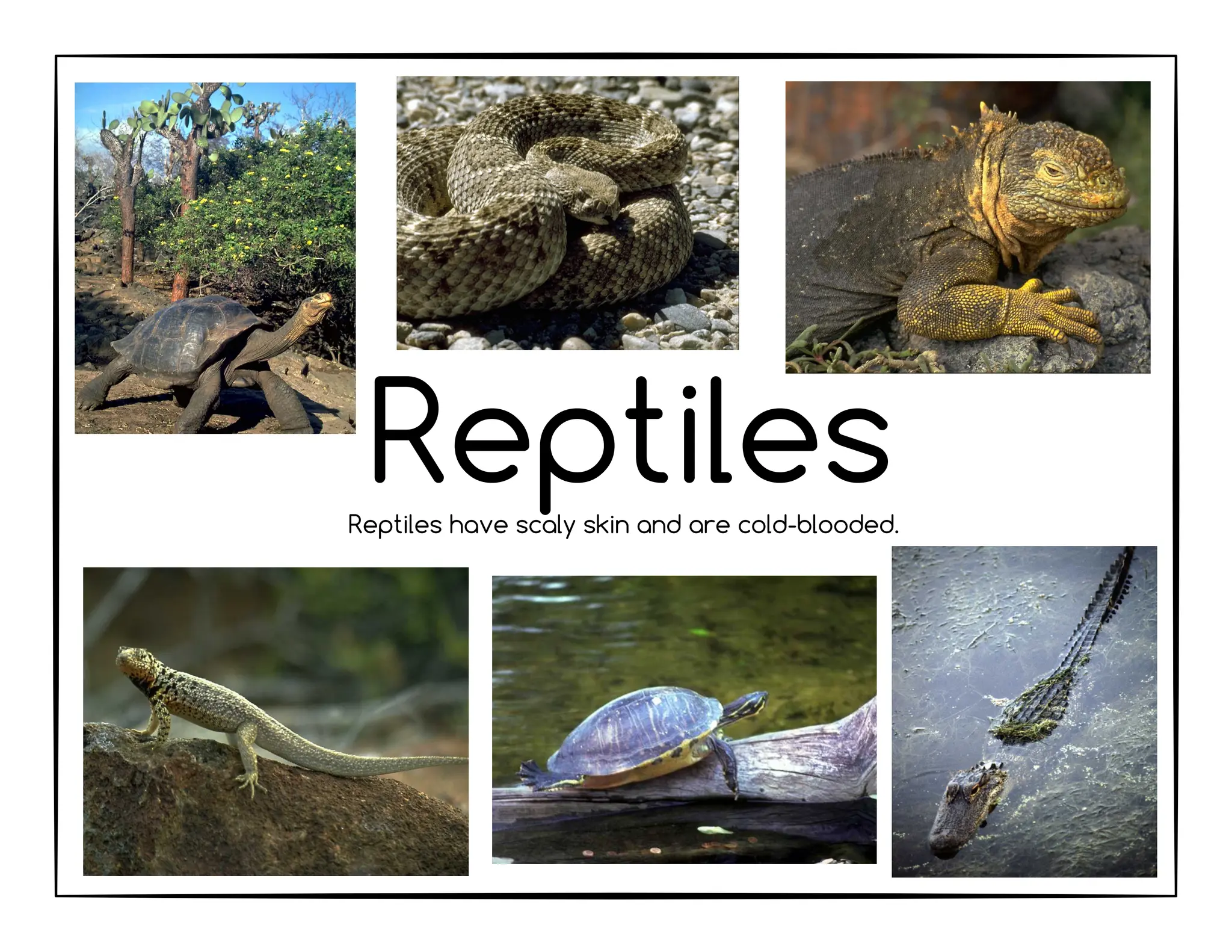 Animal-Classification-Posters di DUnia.pdf