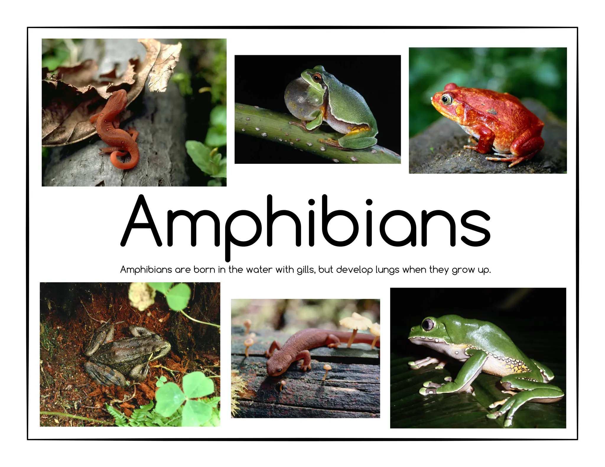 Animal-Classification-Posters di DUnia.pdf