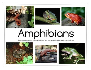 Animal-Classification-Posters di DUnia.pdf