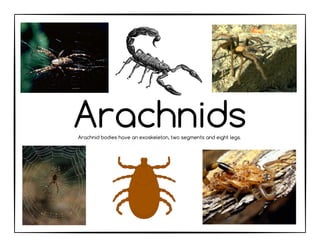 Animal-Classification-Posters di DUnia.pdf