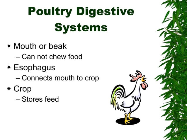 Animal-Digestion-and-Nutrition.pdf