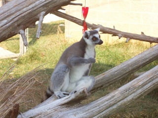 Animal Discovery | PPT