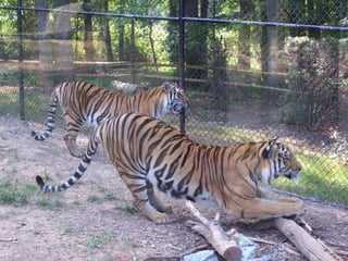 Animal Discovery | PDF