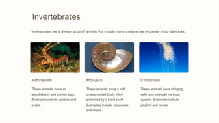 Animal-Diversity by DRx Deepak Jatav.pptx