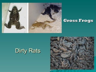 Animal Experimentation | PPT