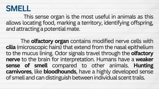 Animal Form and Function Presentation. Grr | PDF