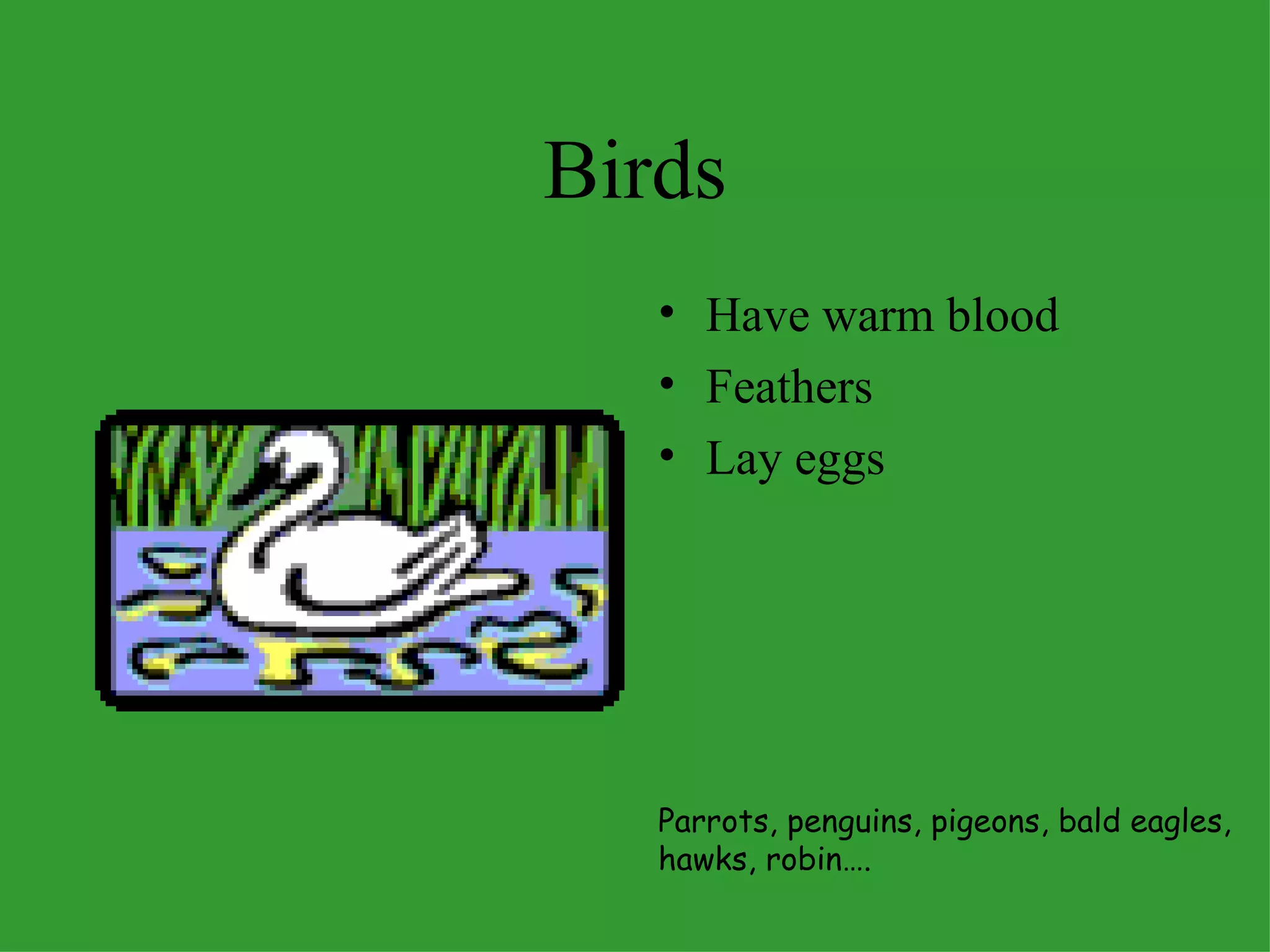 1st Grade animal Groups | PPT