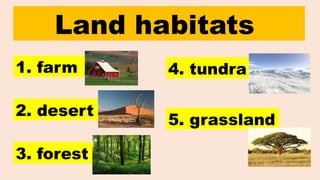 Animals Habitats - Grassland, Desert, Tundra etc | PPT