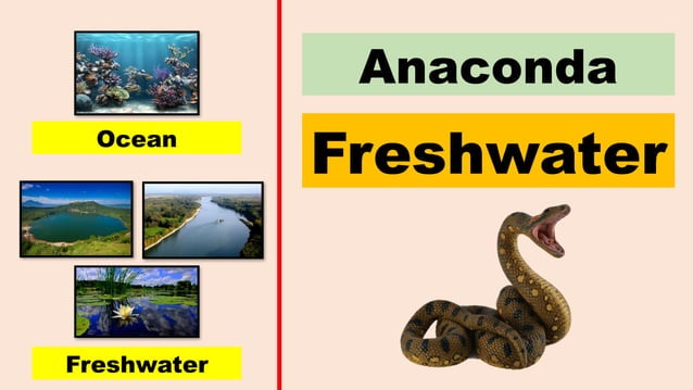 Animals Habitats - Grassland, Desert, Tundra etc | PPT