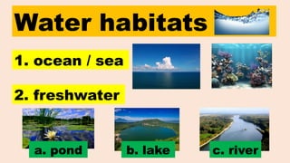 Animals Habitats - Grassland, Desert, Tundra etc | PPTX