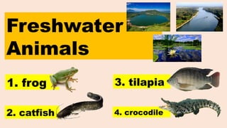 Animals Habitats - Grassland, Desert, Tundra etc | PPTX