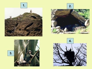 Animal Homes: Activity | PPT