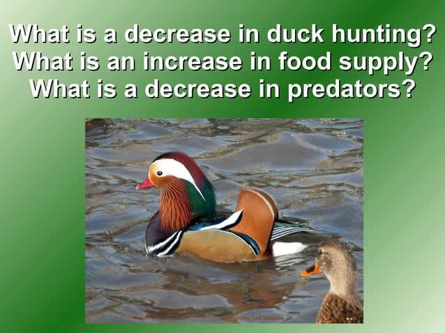 Animal Jeopardy | PPT