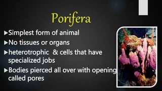 Animal-Kingdom pptx for all grades and age | PPTX