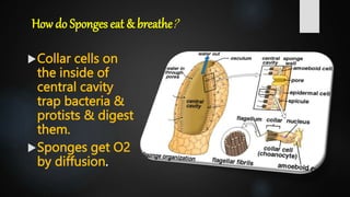 Animal-Kingdom pptx for all grades and age | PPTX