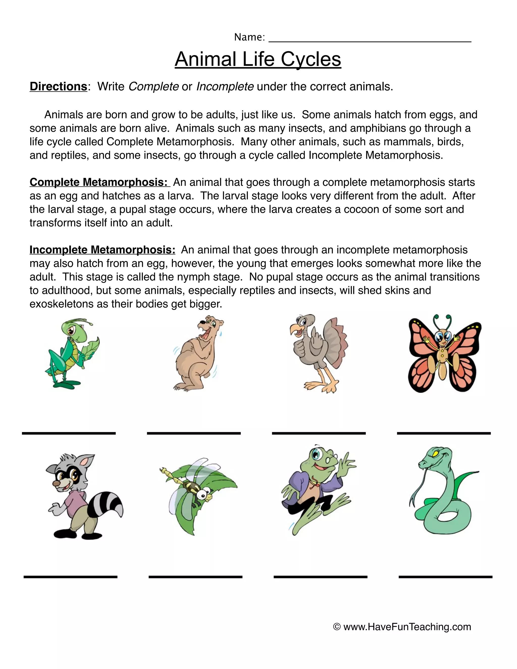 Animal life-cycles-worksheet | PDF
