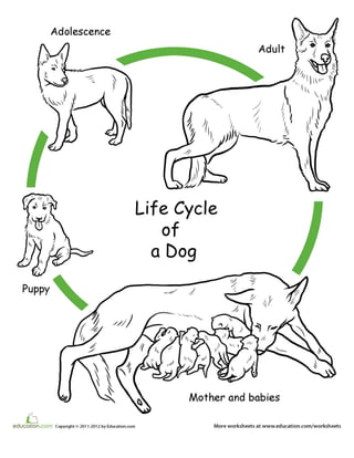 Mammal Life Cycle
