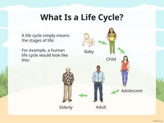 PPT is about the Animal- Life-Cycles ppt.ppt