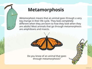 PPT is about the Animal- Life-Cycles ppt.ppt