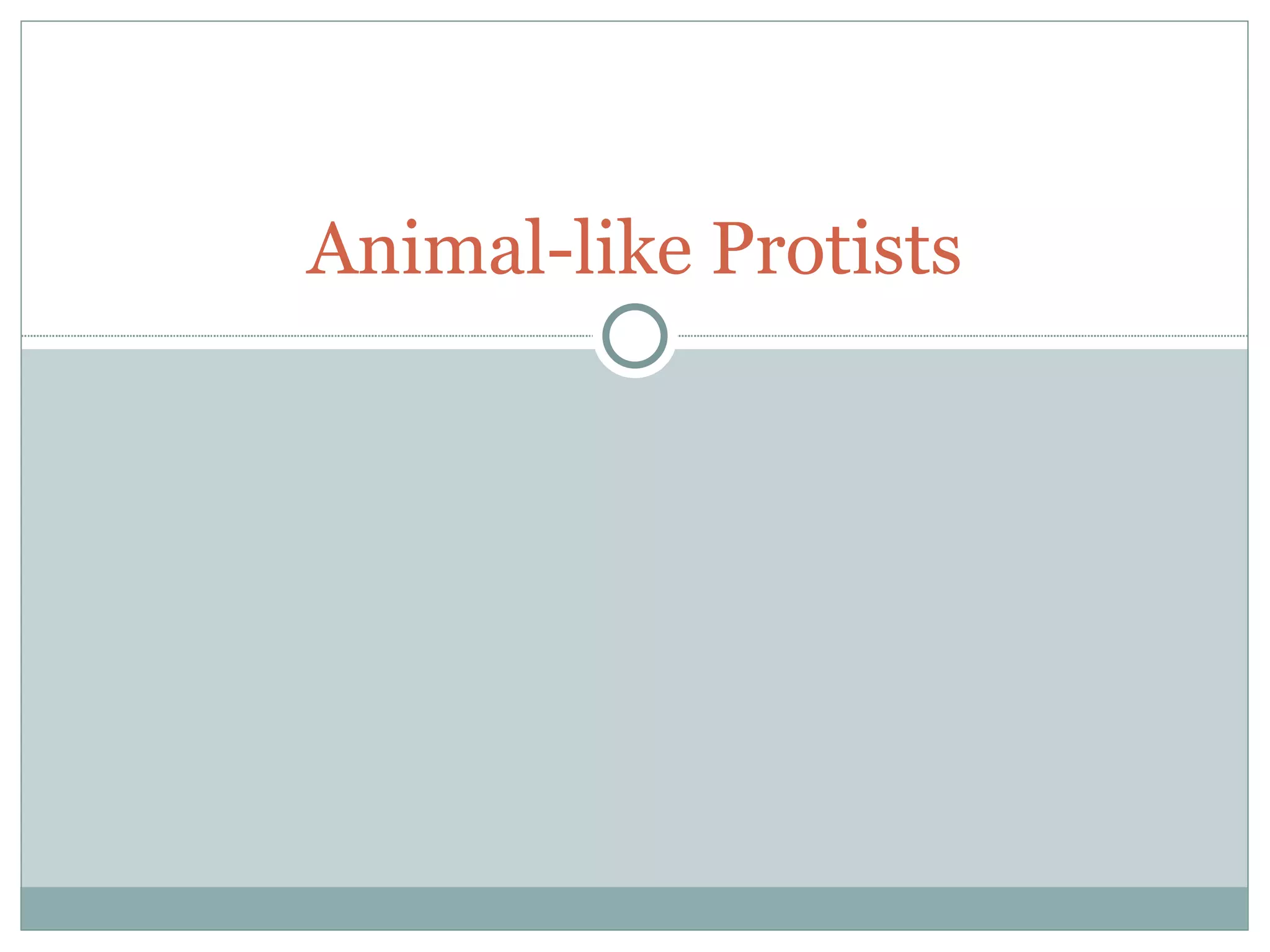 Animal like protists | PPT