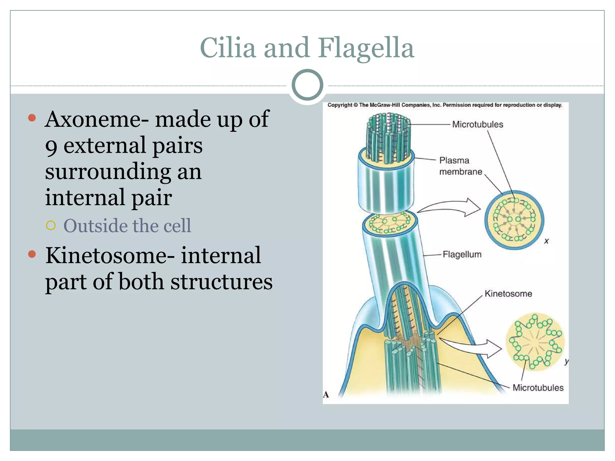 Animal like protists | PPT
