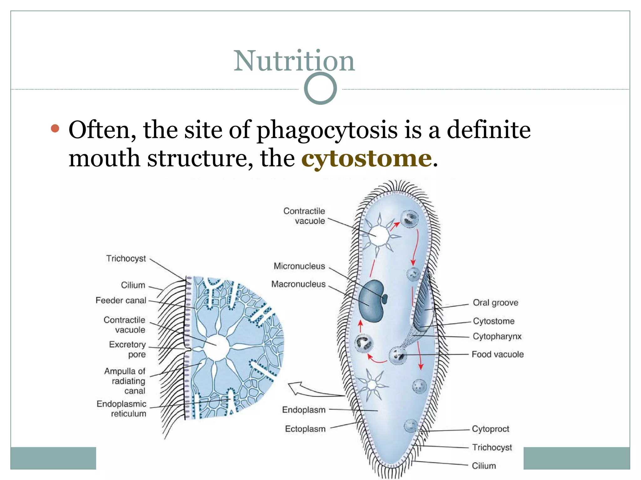 Animal like protists | PPT