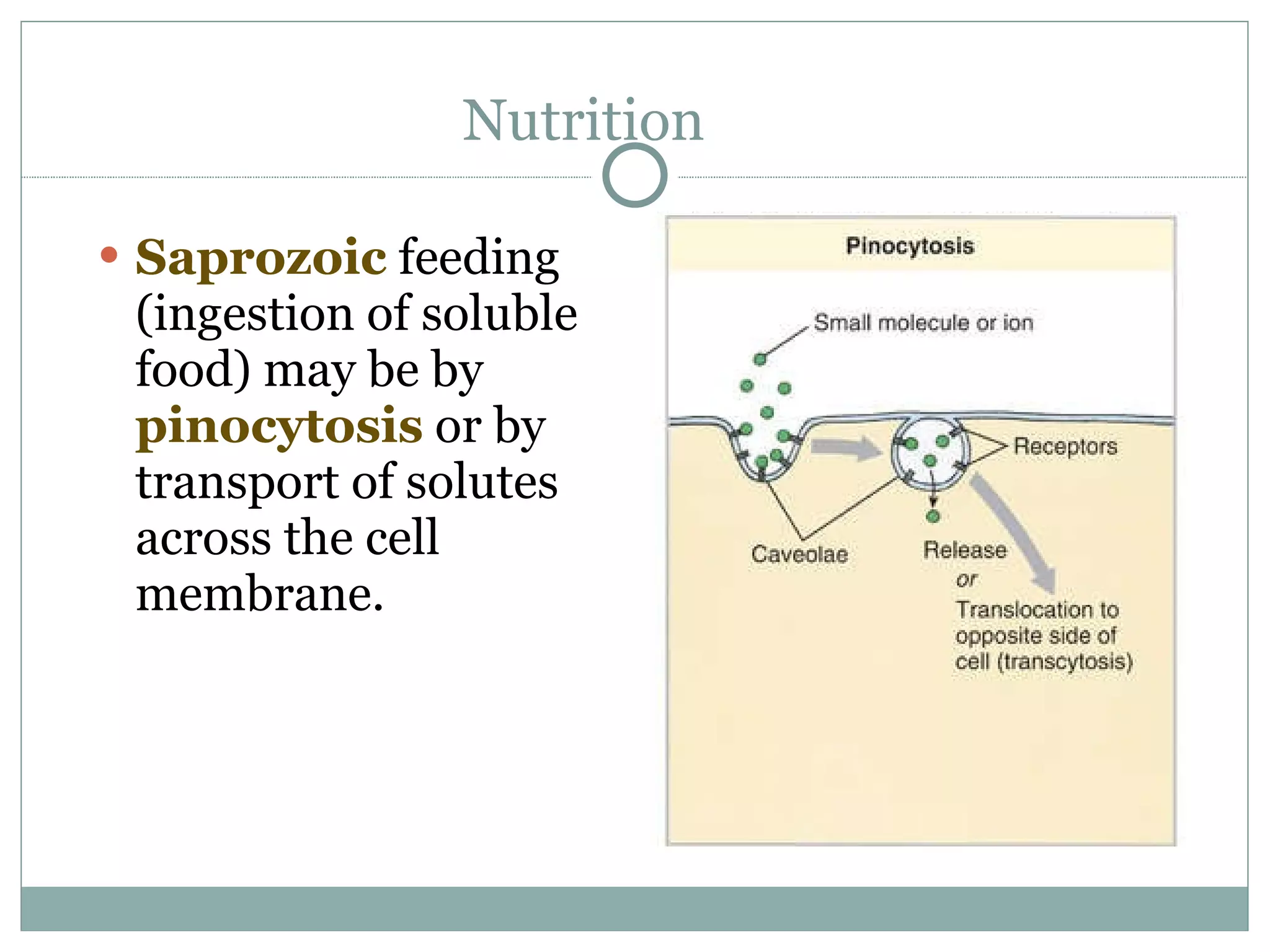 Animal like protists | PPT