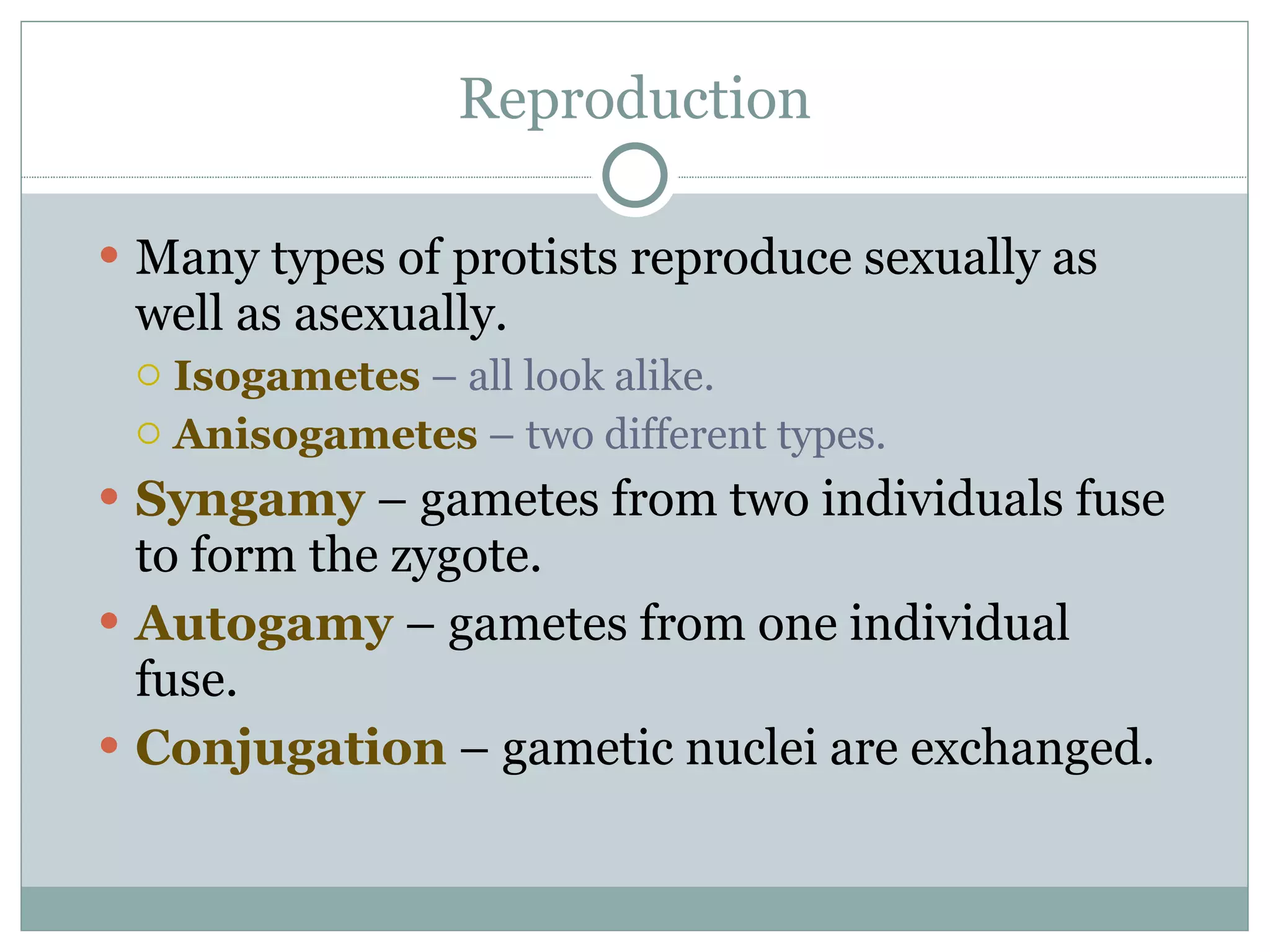 Animal like protists | PPT