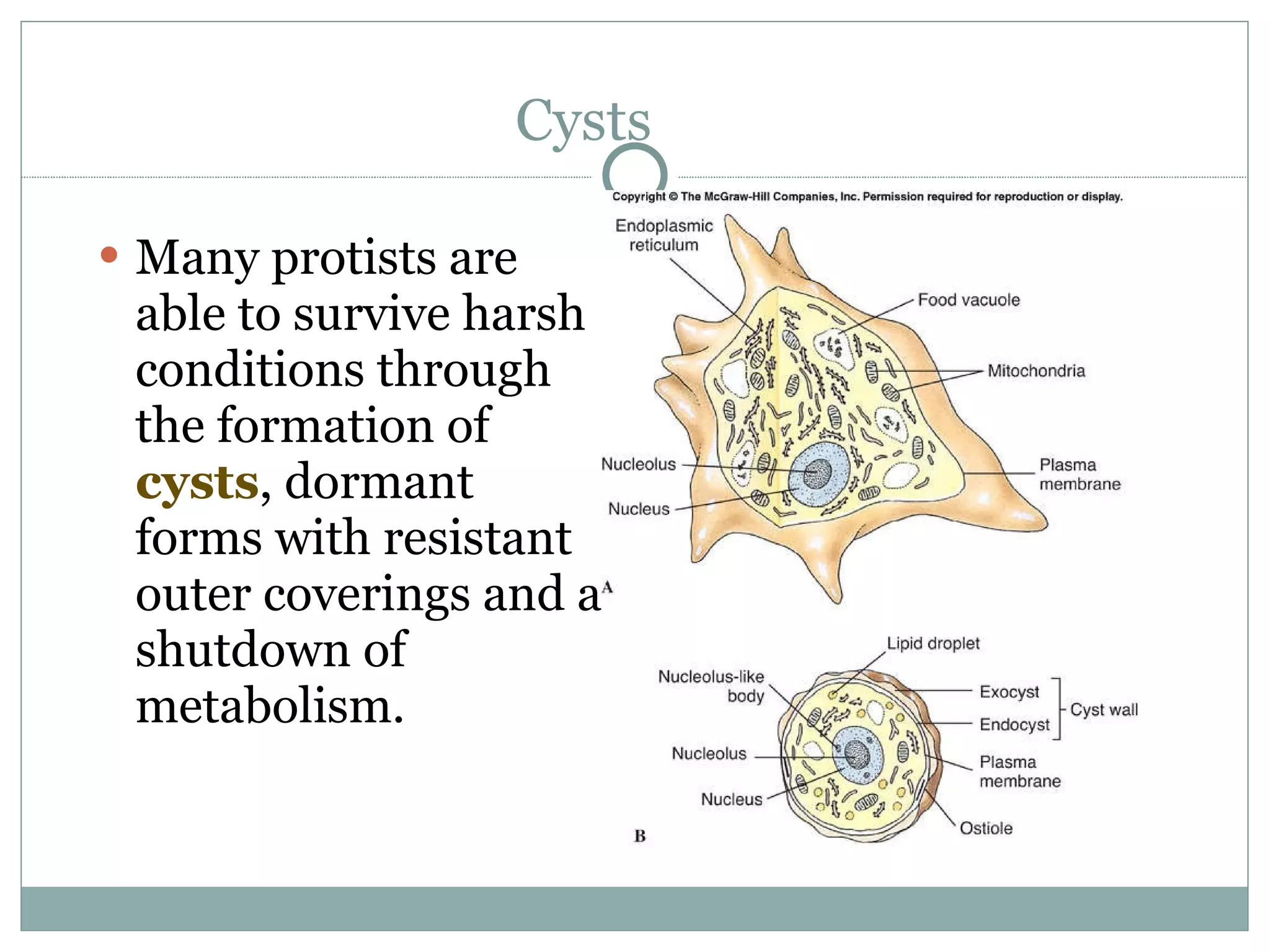 Animal like protists | PPT