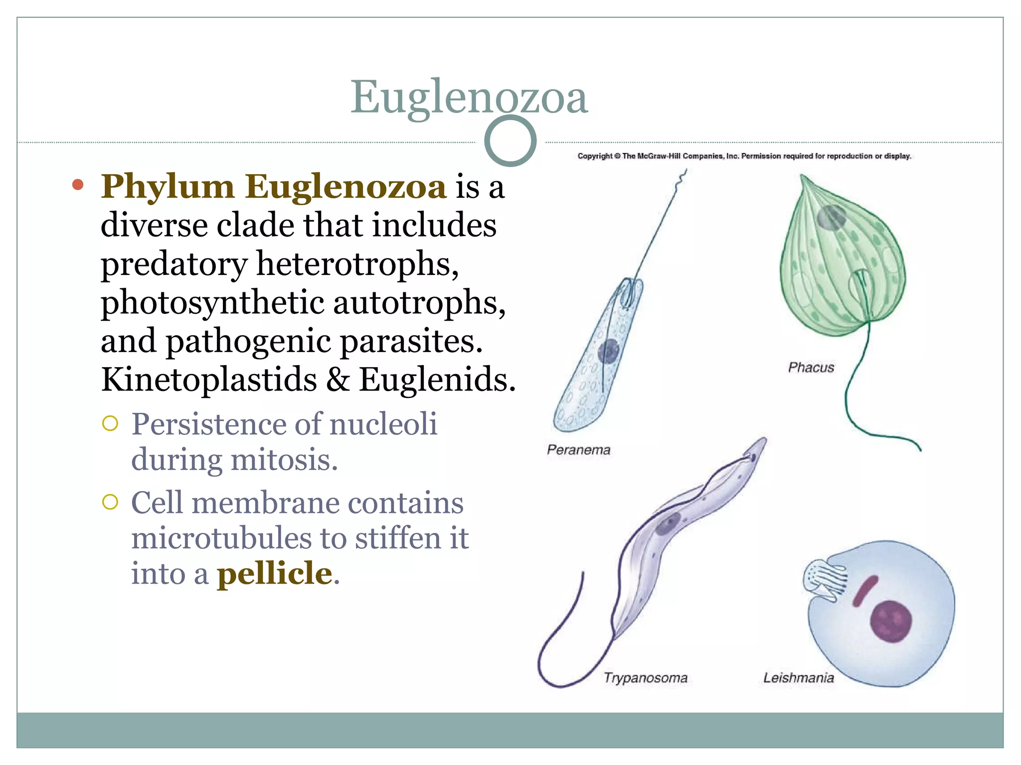 Animal like protists | PPT